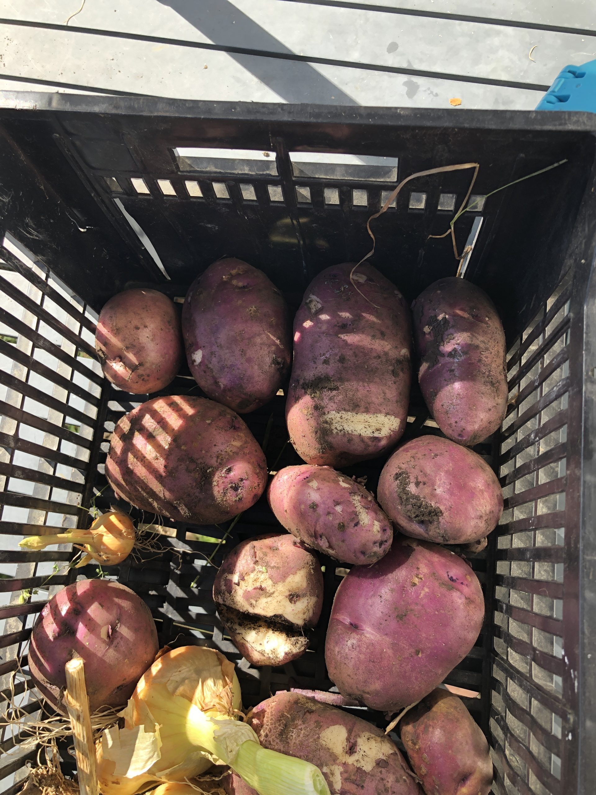 Easy Home Garden Crop Rotation + free workbook - Mossy Meadow Homestead